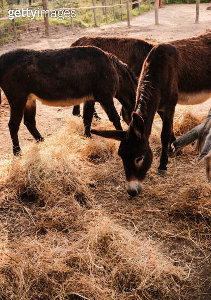 donkeys eating straw bale in animal reserve, Alentejo (2089797548) - 게티 ...