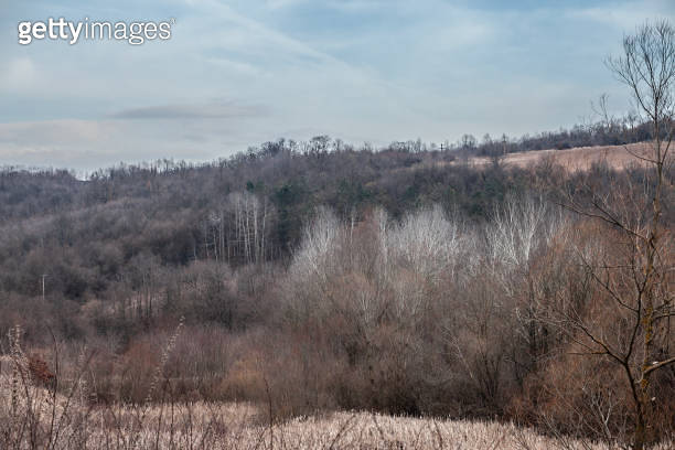 Panorama of bare trees at dusk in a typical european forest in winter ...