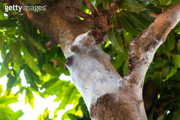 Branch of a tree affected by spider mite (Tetranychus urticae). 이미지 ...