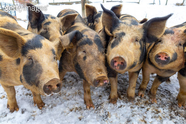 Pigs on the farm in winter 이미지 (1948707372) - 게티이미지뱅크