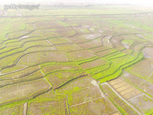 abstract pattern of rice fields 이미지 (1989651077) - 게티이미지뱅크