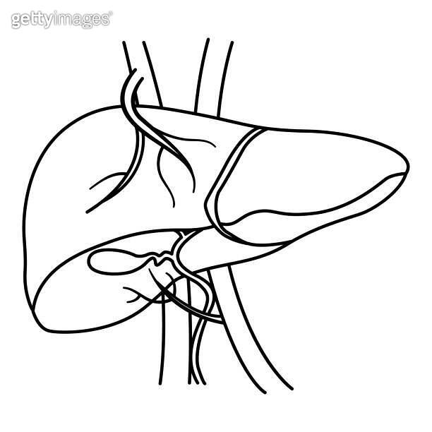 Anatomy of the Human Liver for Coloring. Organ of the Digestive ...