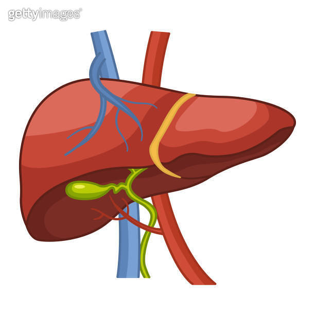 Anatomy of the Human Liver. Organ of the Digestive Gallbladder, Blood ...
