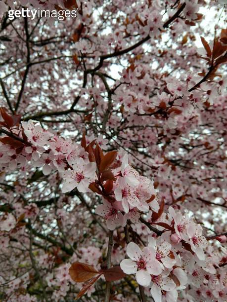Spring tree flowering. Pink flowers on blooming tree. 이미지 (2138879889 ...