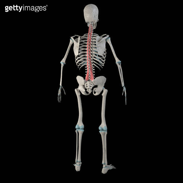 3d Illustration of Multifidus Muscles on Male Human Body (2150790540 ...