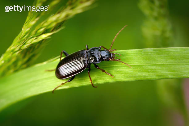 European Gazelle Beetle (Nebria brevicollis) on a wide blade of grass ...