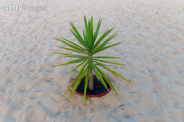 A small palm leaf growing in the sand. Fighting for life and growing in ...