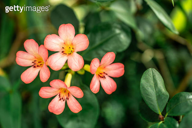 vivid flowers adorning tree. burst of colors, exotic petals, and lush ...