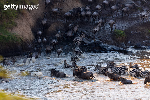 Wildebeest Great Migration with Plains Zebras 이미지 (2150435326) - 게티이미지뱅크