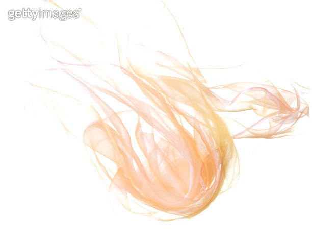 Orange Organza fabric flying in curve shape, Piece of textile orange ...