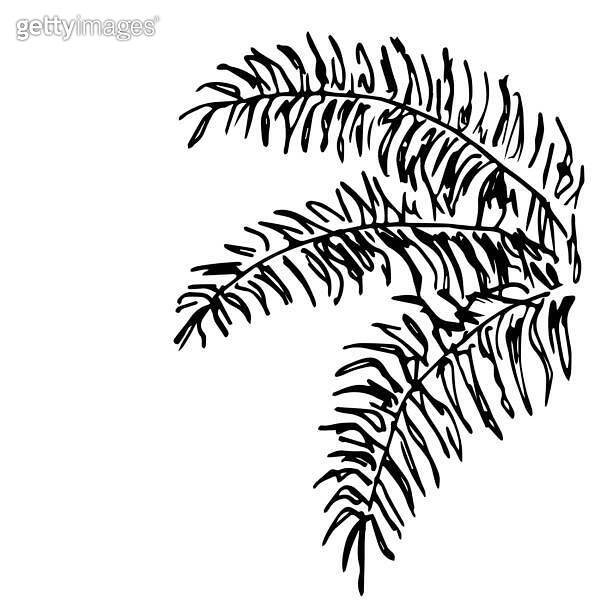 Simple hand drawn vector illustration with black outline. Fern branches ...