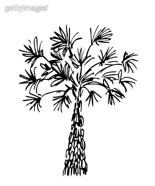 Hand drawn simple vector drawing with black outline. Lush palm tree ...