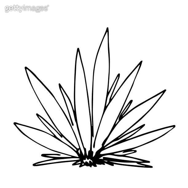 Hand drawn simple vector illustration with black outline. Agave bush ...