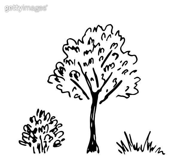 Deciduous tree, bush and grass, forest plants, park. Nature and ...