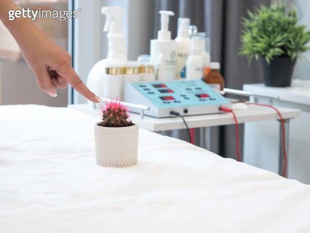 A finger reaches for a cactus with pink needles standing on the couch ...