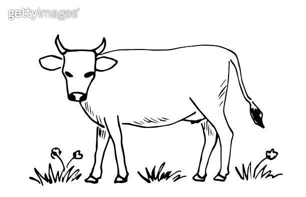 Hand drawn vector sketch with black outline. Cow in the meadow, cattle ...