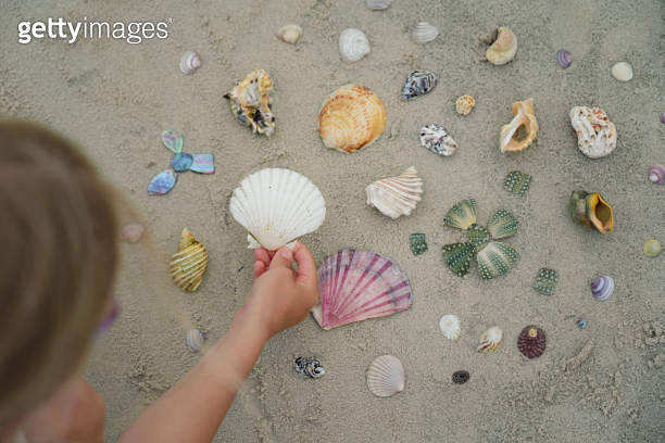 A child collecting sea shells on the beach 이미지 (1945486382) - 게티이미지뱅크