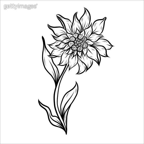 Edelweiss line art. Hand drawn Vector Floral outlines 이미지 (2156501133 ...