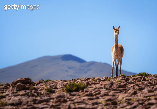 Wild Vicuna Standing in Atacama Desert, Chile with Mountain Background ...