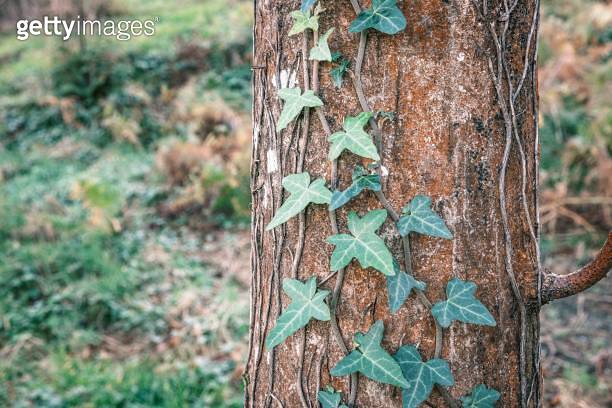 Leaves and roots of wild ivy wrapped around a tree trunk, a corner of ...