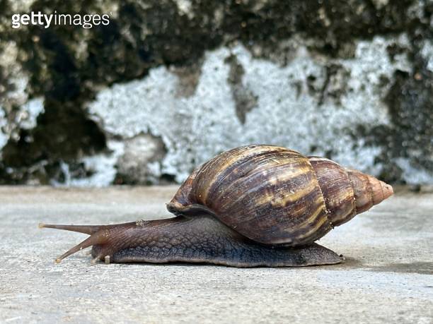 Close-up of a garden snail or garden slug gracefully gliding along the ...