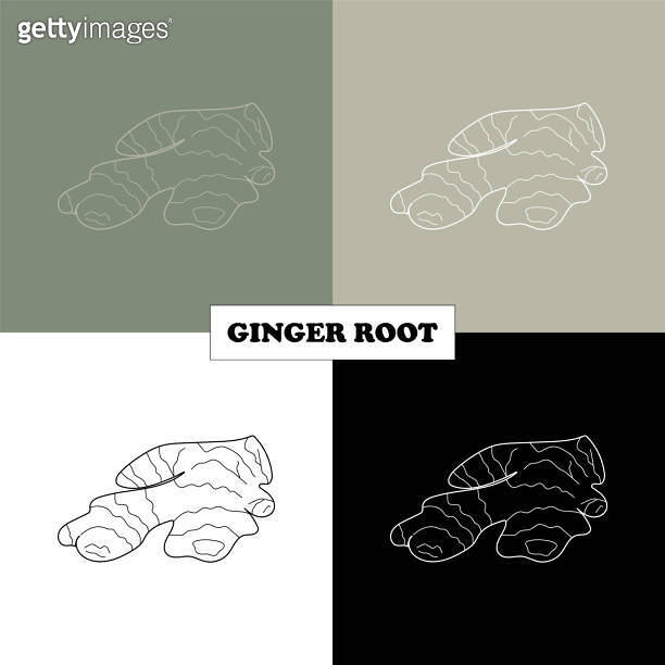 ginger root in the vector. ginger root icon. spices for dishes ...