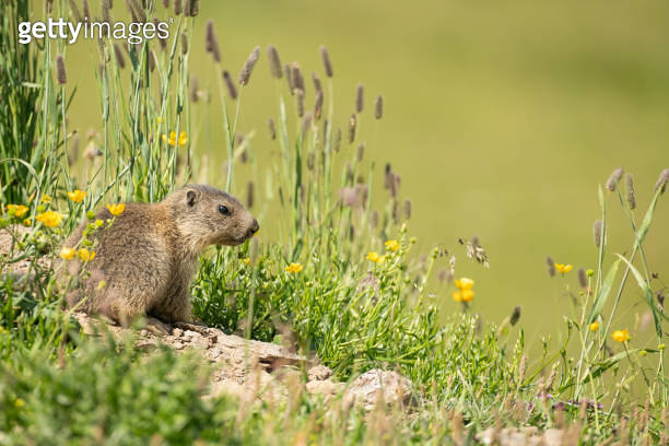 Side view of a mountain marmot ( Murmeltier) in the Swiss Alps, during ...