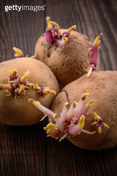 Organic potato aged and sprouted from roots 이미지 (2164740543) - 게티이미지뱅크