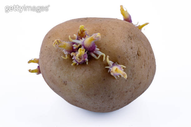 Organic potato aged and sprouted from roots (2164740575) - 게티이미지뱅크