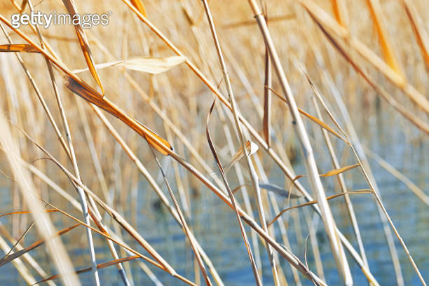Beige wild grass and blue water as Natural textured pattern, reeds on ...