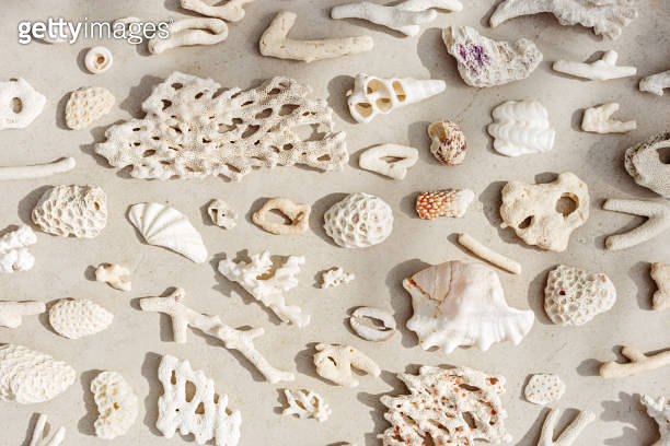 Sea shells, corals, sea stones with sun shadow at sunlight, nature ...