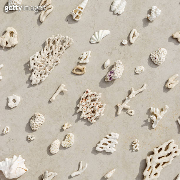Assorted natural Seashells, corals at sunlight, summer nature still ...