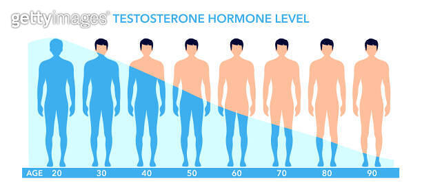 Testosterone level chart. Male hormone production by age diagram vector ...