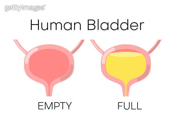 Human bladder anatomy. Empty and full urinary bladder. Vector ...