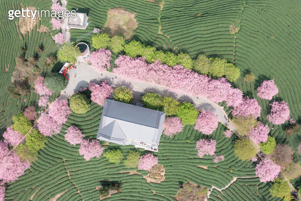 High angle aerial view of tea plantation terraces and beautiful cherry ...