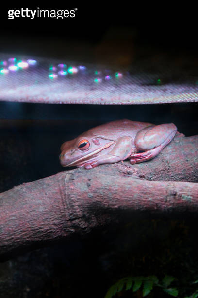 The Australian pug frog is a rare species of pink, the frog is silent ...