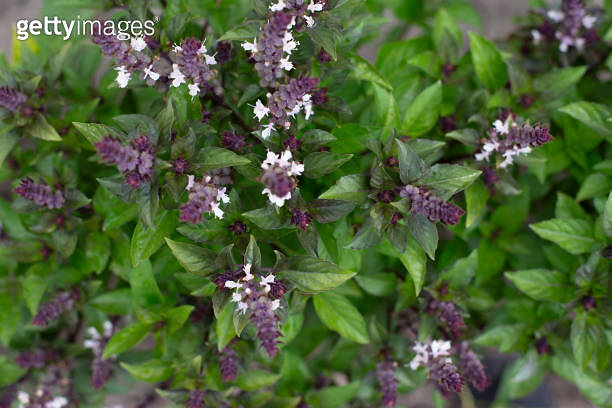 Green basil plants in blossom. Basil blooms in the garden. Growing ...