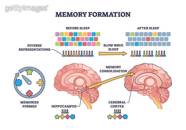 Memory formation and effective processing after night sleep outline ...
