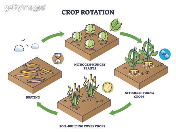 Crop rotation as sustainable soil fertility and resting cycle outline ...