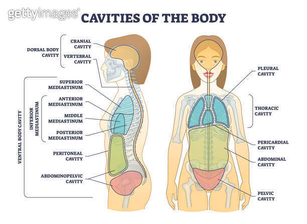 Cavities of body and anatomical compartment medical division outline ...
