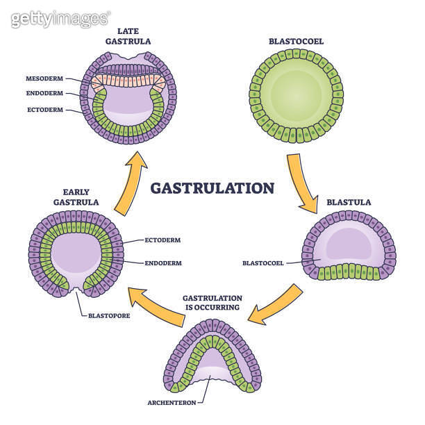 Gastrulation stages as early embryo development process outline diagram ...