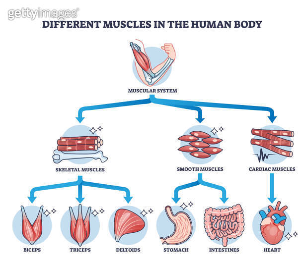 Different muscles in human body and muscular classification outline ...