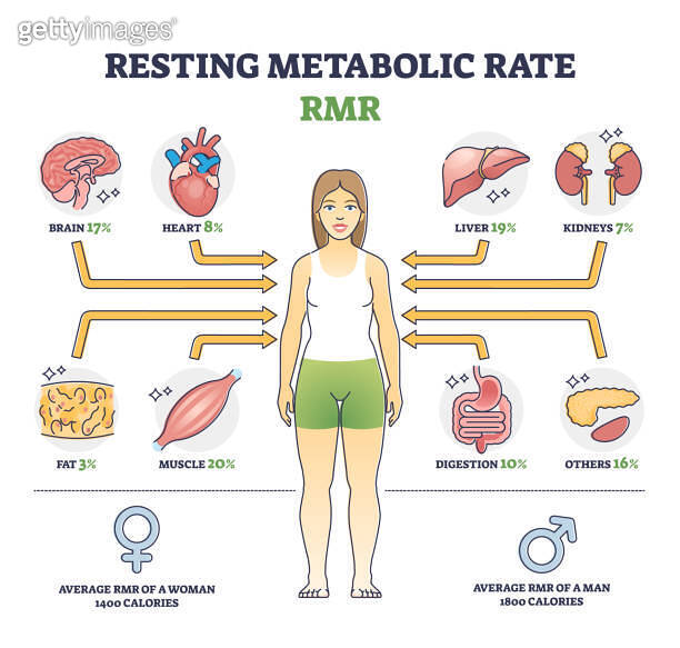 Resting metabolic rate or RMR as body calories consumption outline ...