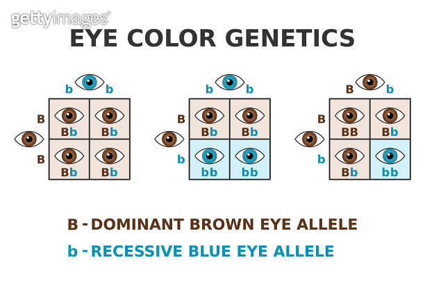 Eye color genetics. Brown eyes and blue eyes cross. Dominant brown ...