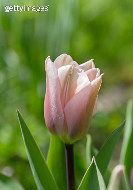 Early spring, pink tulip Algarve close-up in the garden, sunny bright ...