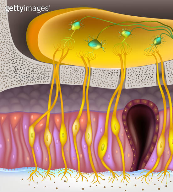 Olfactory Bulb Anatomy. Epithelium receptor cells. Nasal mucosa cells ...