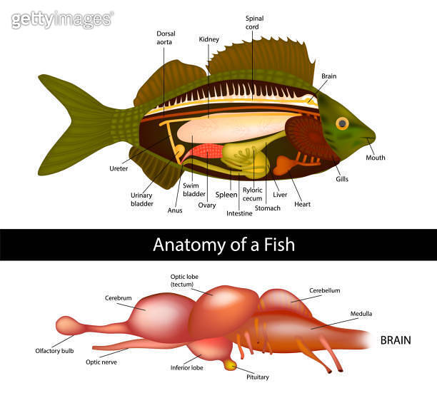 Anatomy of a fish brain of primitive fish. Fish internal organs. Vector ...