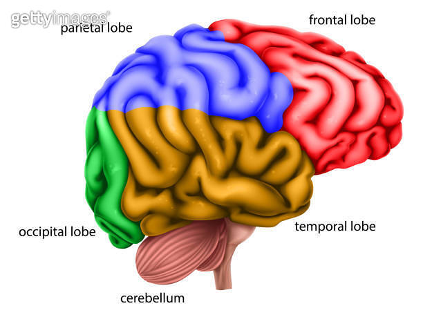 Human Brain Regions Lobes Labelled Illustration (2161123529) 일러스트, 무료 ...