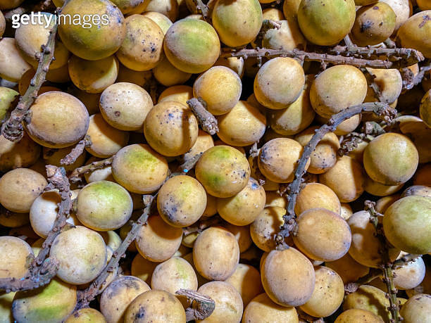 Lansium parasiticum, commonly known as langsat or kokosan is a species ...