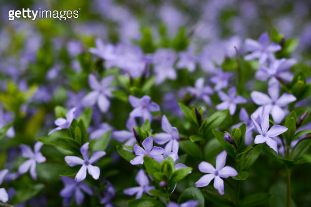 Myrtle flowers, creeping myrtle. Beautiful Blue flowers on a meadow ...